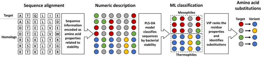 Improving Protein Stability and Mutation Based on Machine Learning ...