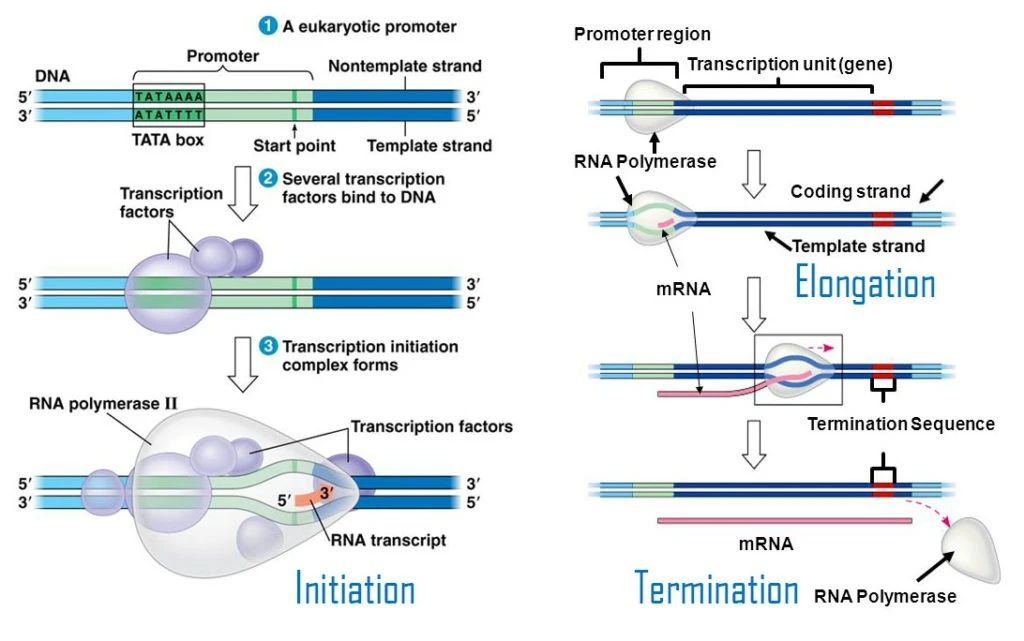 MRNA process development and production – mRNA process development – mRNA synthesis and ...