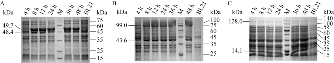 Deep Dive into Phenotype and Genotype - CD Biosynsis Deep Dive into Phenotype and Genotype - CD Biosynsis
