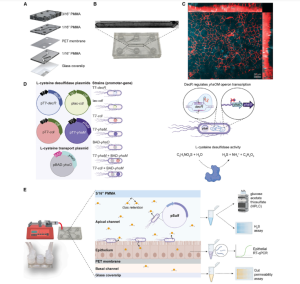 The Synthetic Yeast Genome Project has achieved significant ...
