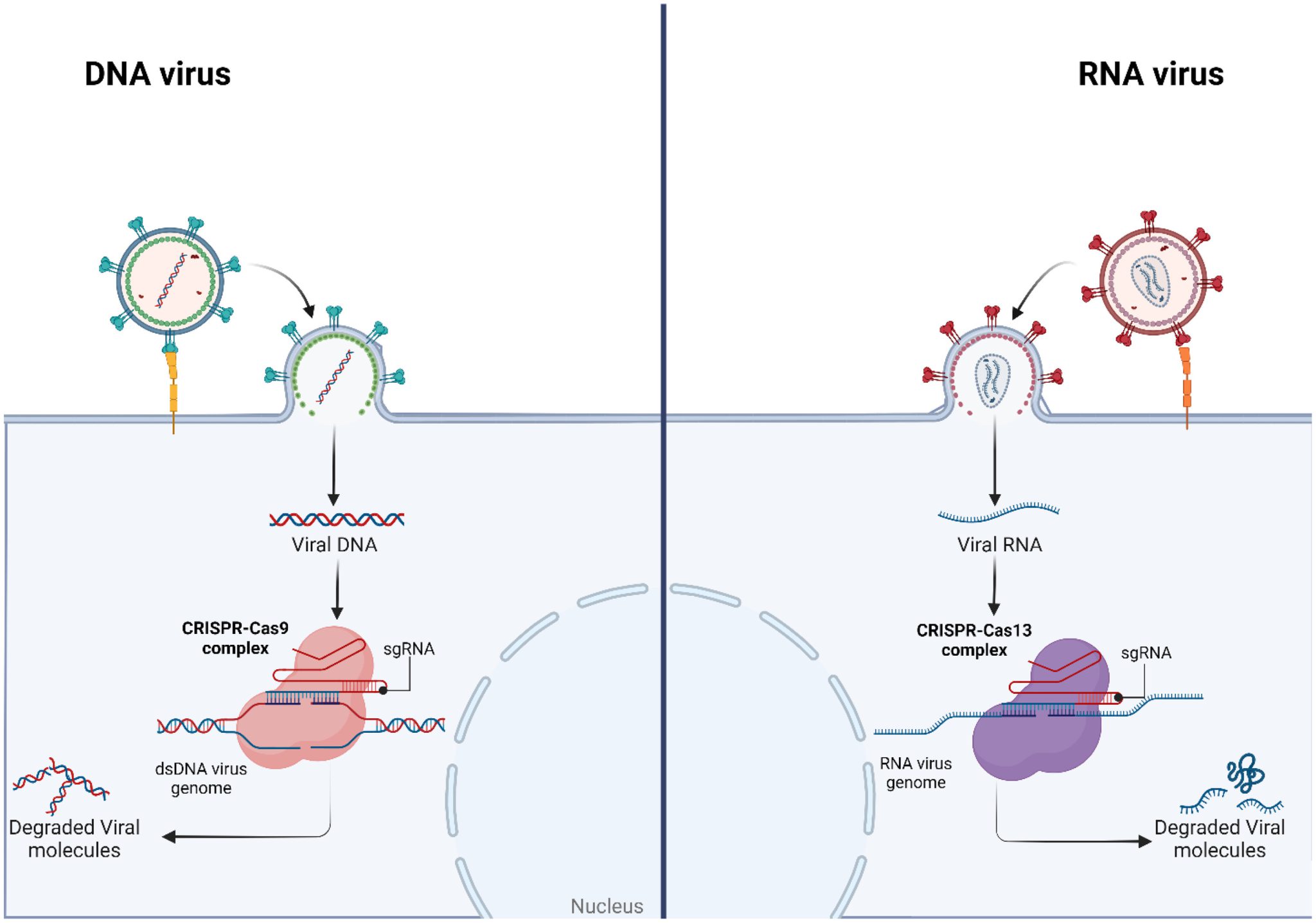 CRISPR/Cas Technology: Revolutionizing Viral Research and Vaccine ...