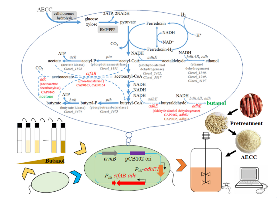 Insights from Literature: Integrated metabolic and evolutionary engineering to help green ...