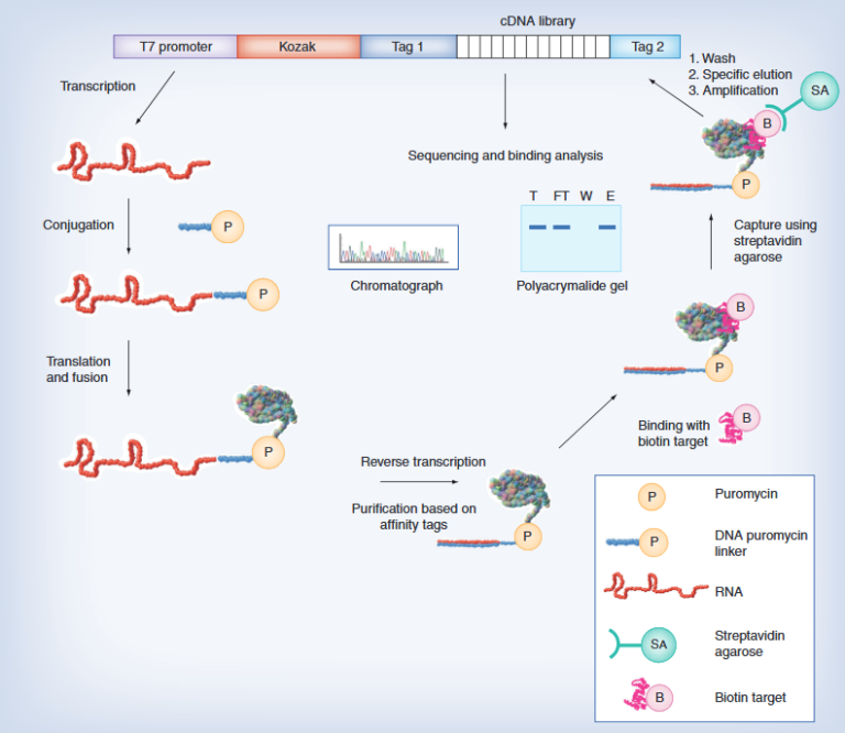 mRNA Display: Revolutionizing Drug Discovery Through In Vitro - CD ...