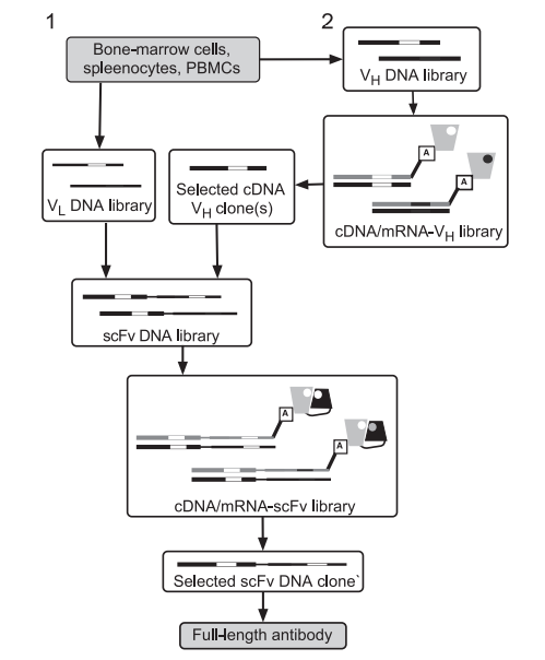 mRNA Display vs. Ribosome Display: Choosing the Right Technology for Your Research - CD Biosynsis