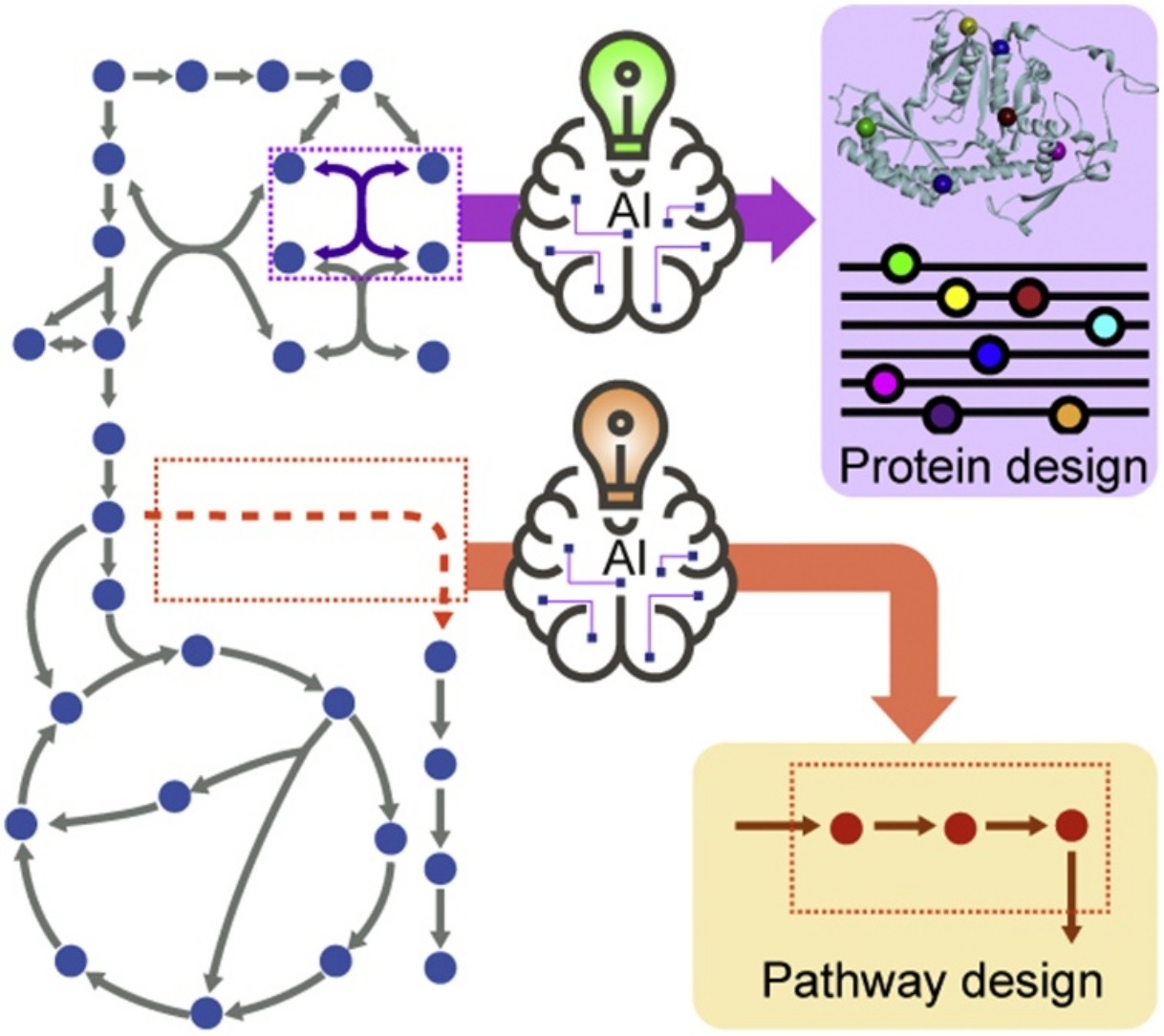 Ai Guided Enzyme Design Cd Biosynsis