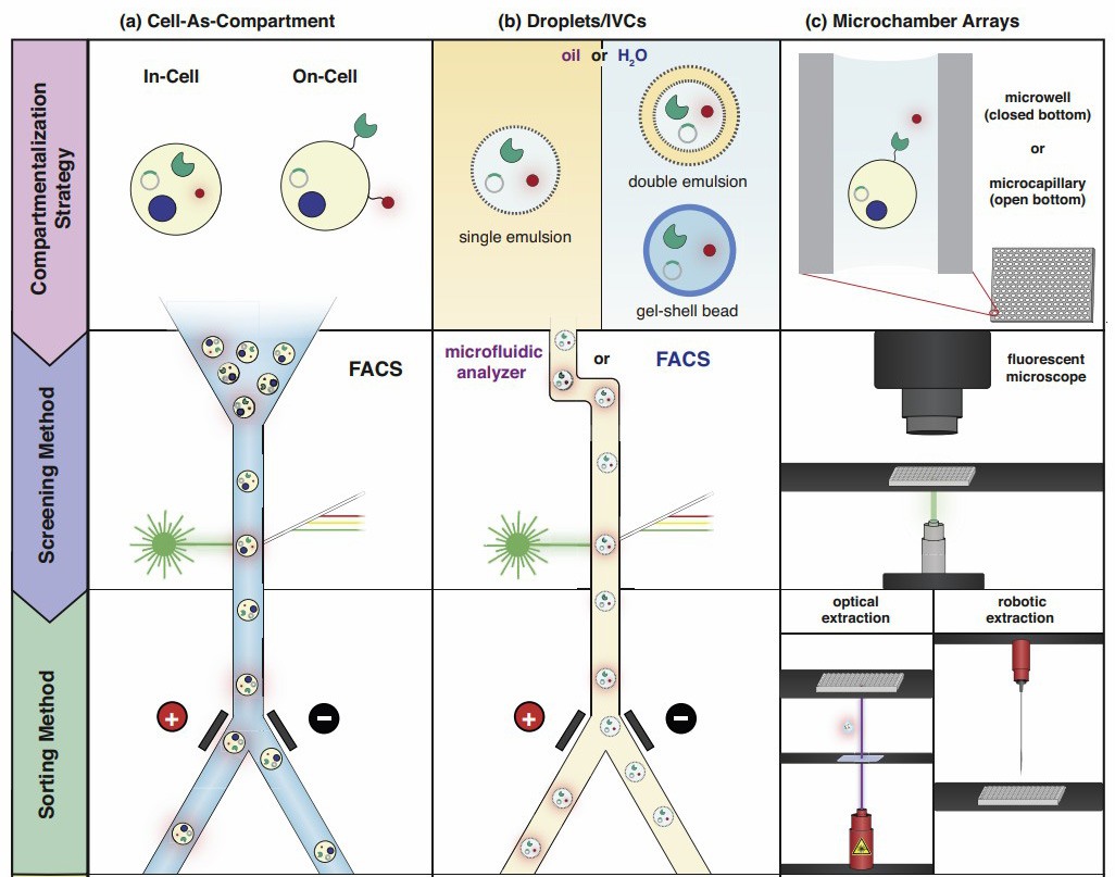 High Throughput Enzyme Screening Cd Biosynsis